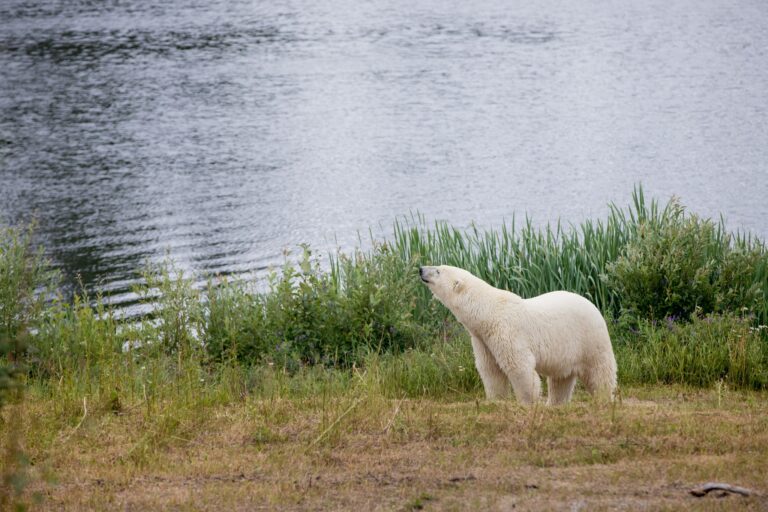 Cochrane Polar Bear Habitat – Attractions Ontario